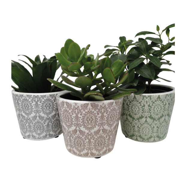 Plant Pot Delphi Mixed Colours - Set of Six – Greige Lifestyle