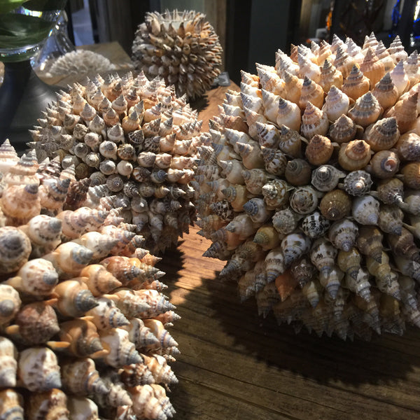 Decorative Bear Conch Shell Ball - Two Sizes – Greige Lifestyle